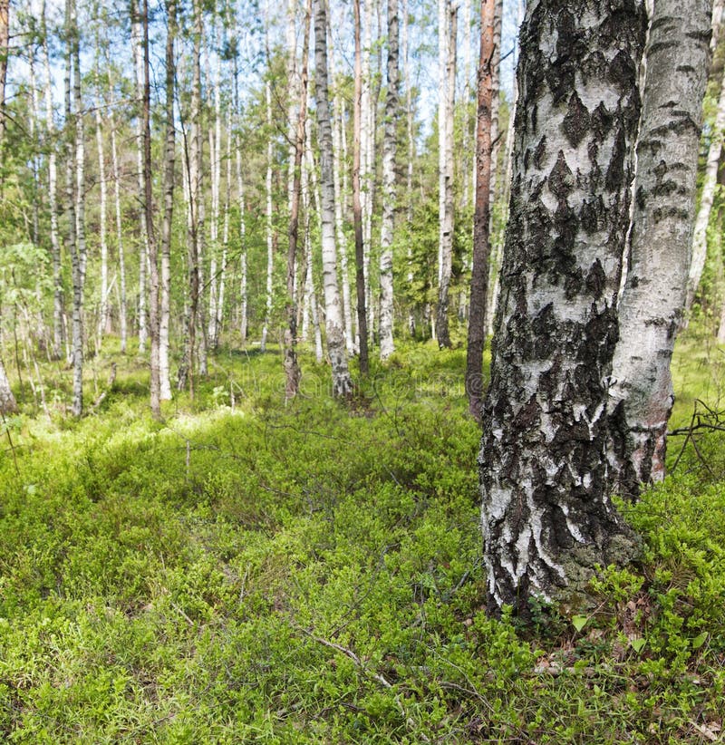 Birch wood stock photo. Image of berry, birch, park, outdoors - 25143372