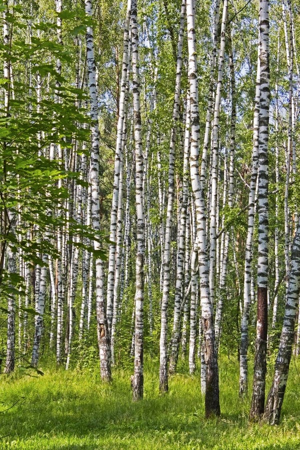 Birch Wood In Solar Spring Day Stock Image - Image of black, forest ...