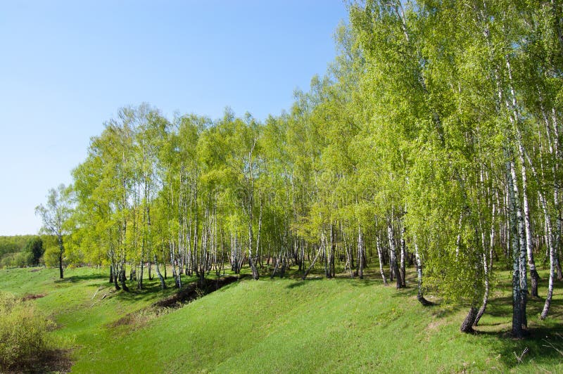 Birch Wood in Solar Spring Day Stock Image - Image of birch, russia ...