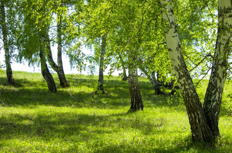 The birch wood in May stock photo. Image of green, birches - 71794826