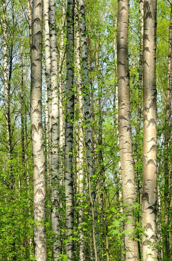 Birch trees stock photo. Image of landscape, light, dark - 31274022