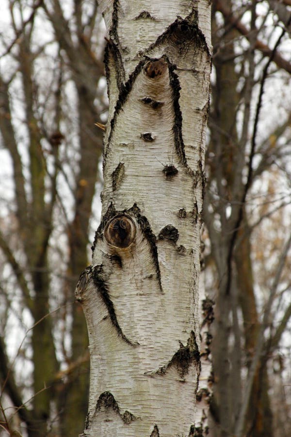 Birch wood tree stock image. Image of organic, rough - 132320213