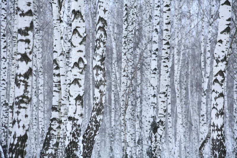 Birch Wood in Winter Russia Stock Image - Image of tree, nature: 3389229