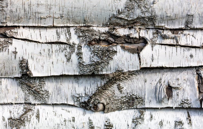 Birch Wooden Planks As an Abstract Stock Image - Image of natural ...