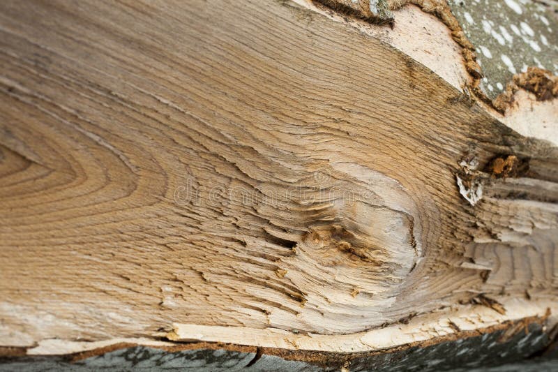 Birch stock photo. Image of building, natural, cellulose - 51367702