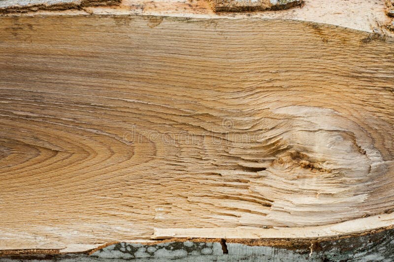 Birch stock photo. Image of tree, construction, texture - 51367706