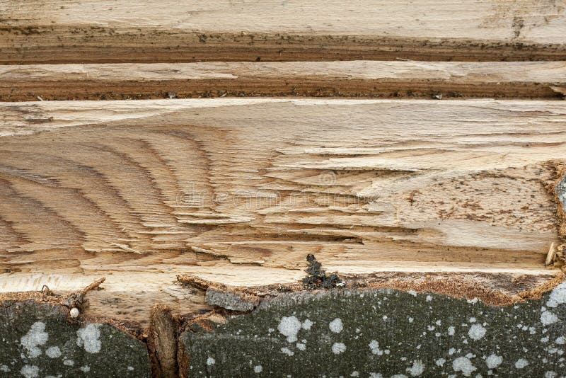 Birch stock image. Image of veneer, wood, birch, tables - 51367825