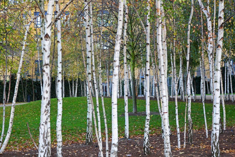 Birch woods stock photo. Image of park, plant, wood, forest - 23101070