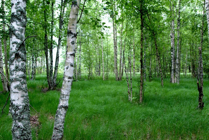 Birch Woods Picture. Image: 5697562