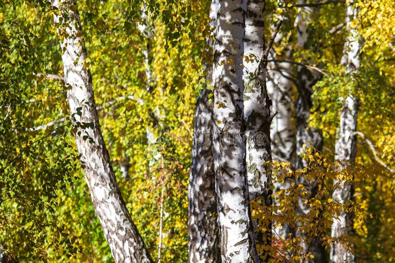 Birch in Yellow Colors in the Fall Stock Image - Image of environment ...
