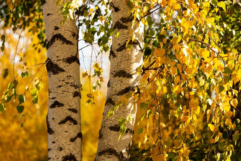 Birch in Yellow Colors in the Fall Stock Photo - Image of natural, tree ...