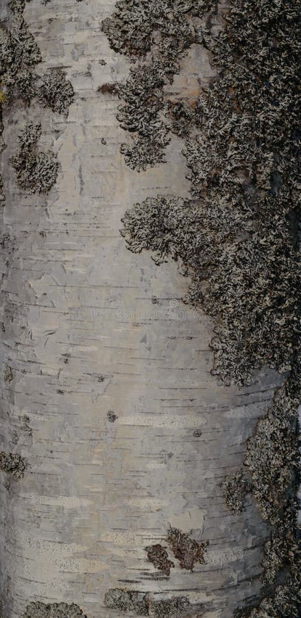 Birchbark Bark of Birch with Moss Stock Photo - Image of black, texture ...