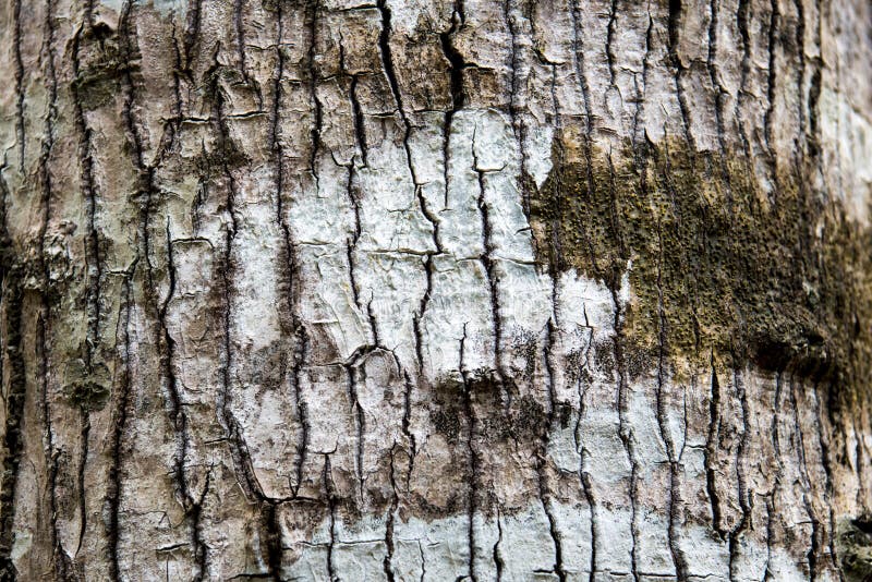 Birchbark stock image. Image of tree, fissures, brown - 81709373