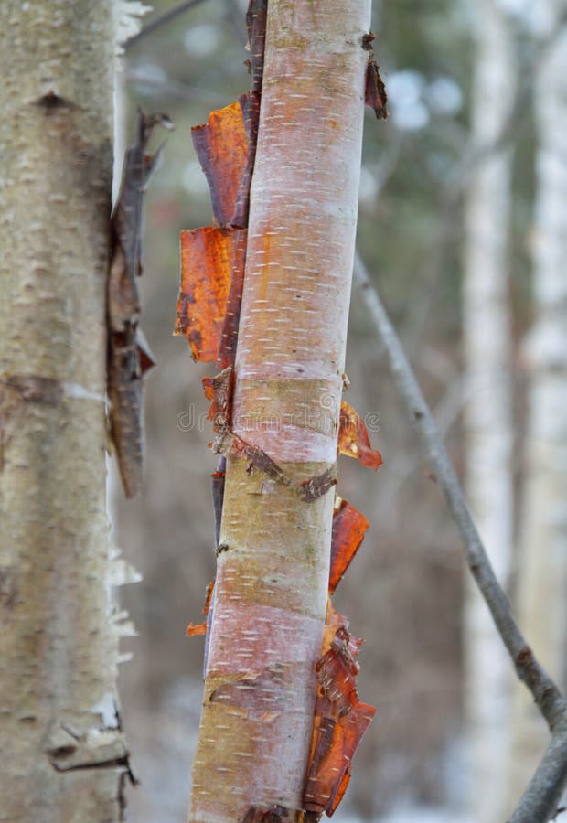 Birchbark Colors Stock Photos - Free & Royalty-Free Stock Photos from ...