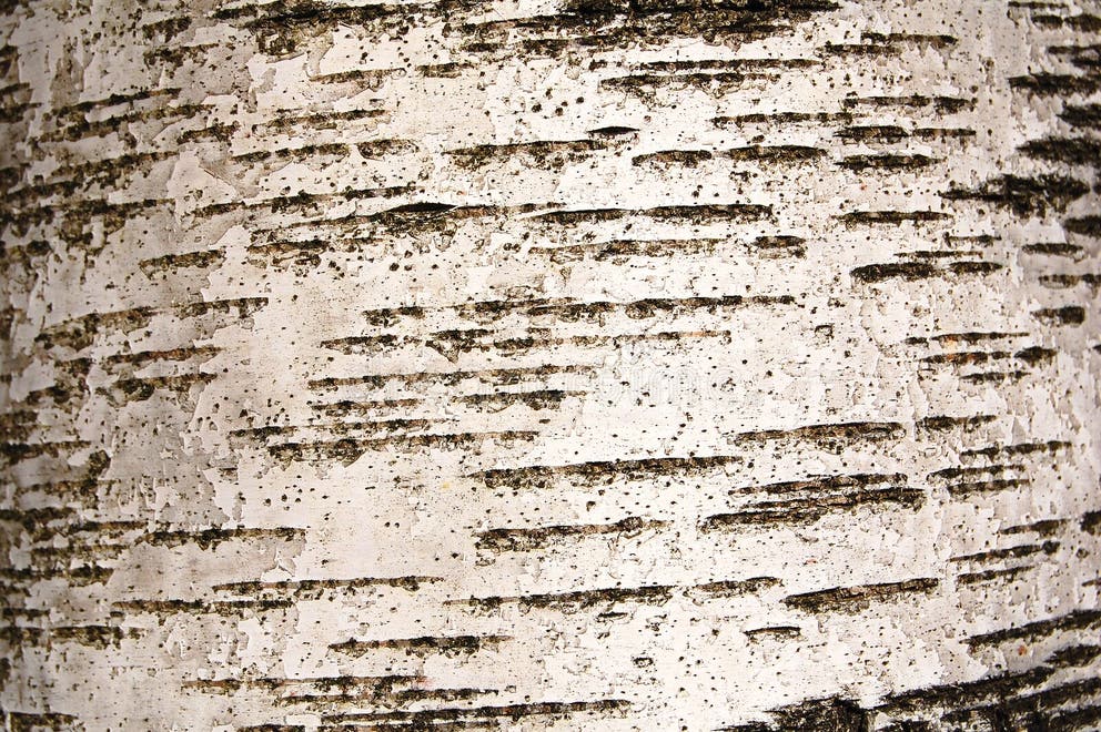 Birchen trunk stock photo. Image of birch, wall, trunk - 11480600