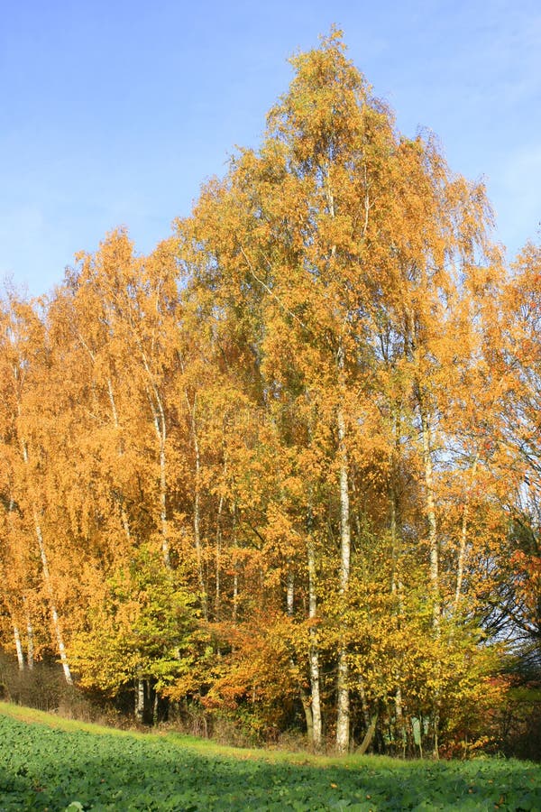 Birches stock image. Image of landscape, birch, scenery - 11608565