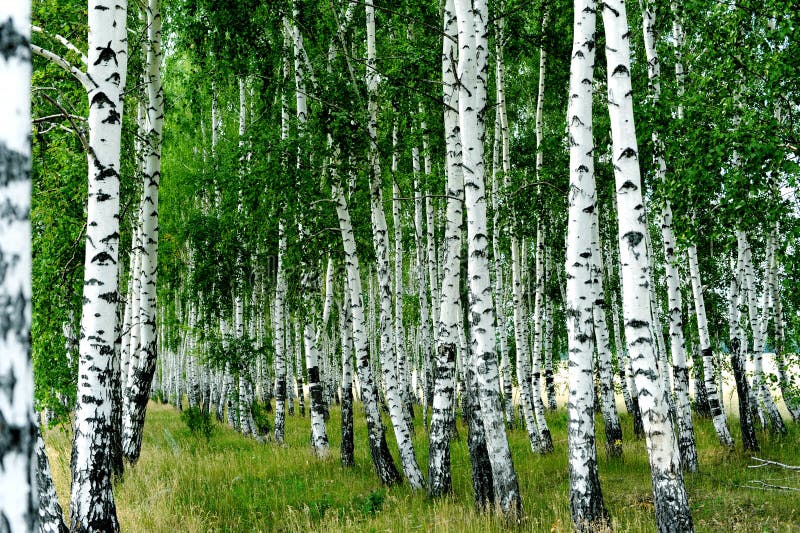 Birches stock image. Image of leaf, birch, scenery, landscape - 14901093