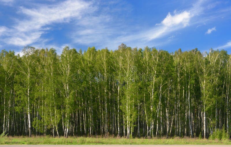 Birches stock image. Image of landscape, countryside - 27128691