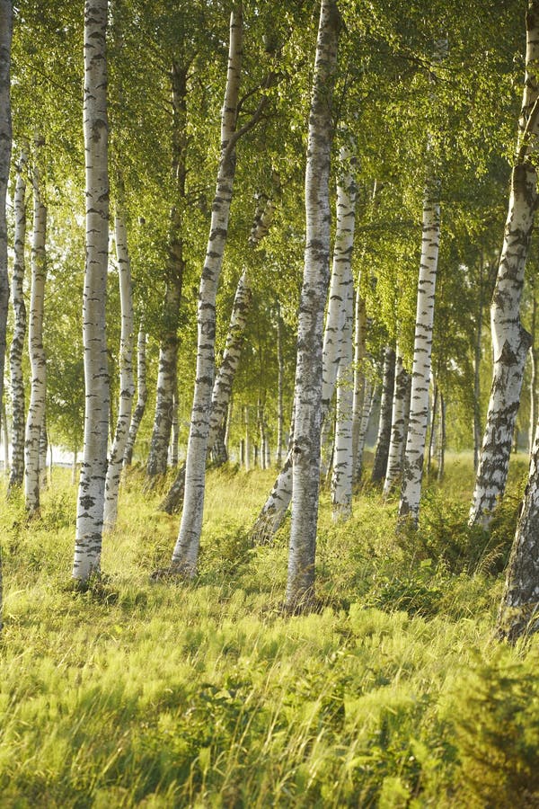 Birches stock image. Image of scenery, birches, summer - 7952937