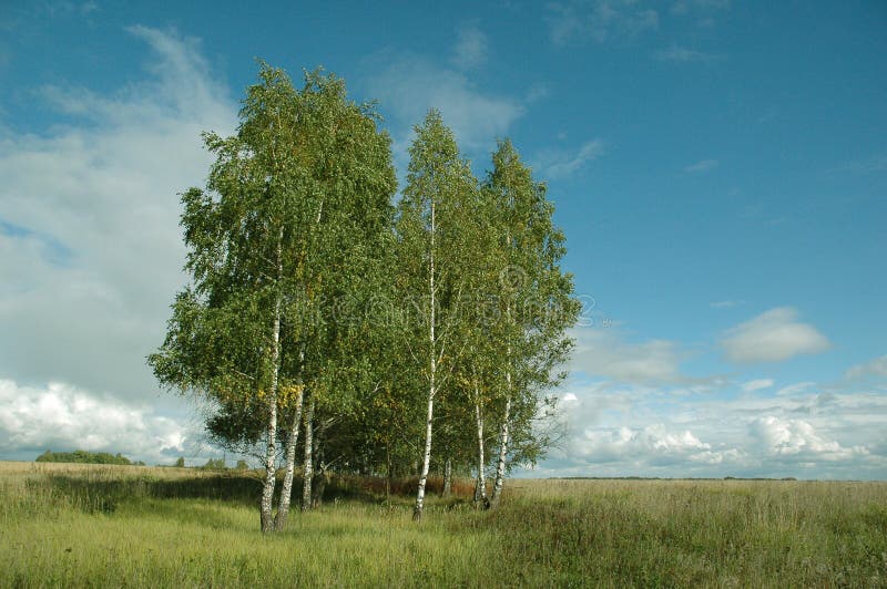 Birches in a field stock photo. Image of tree, autumn - 4370100