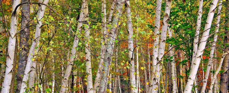 Birches Forest in Spring Time Stock Image - Image of green, national ...