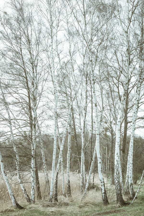 Birches in Light Spring Colors Stock Photo - Image of green, nature ...