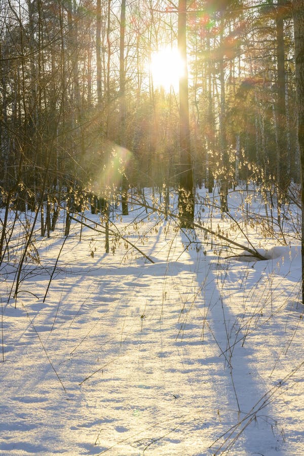 Pines with Shadows on the Shore of Lake, Tranquil Atmosphere Stock ...