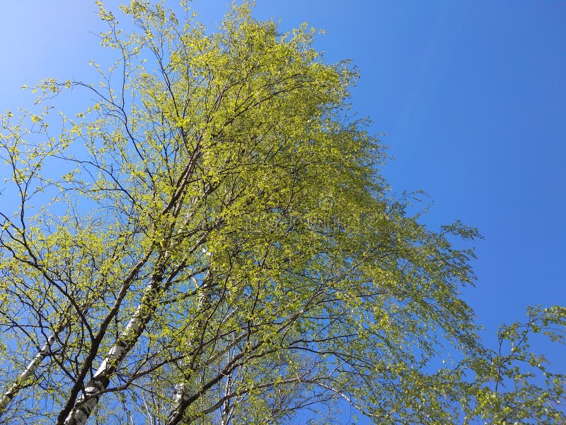 The Birches in the Spring Sky. Stock Image - Image of blue, rejoice ...