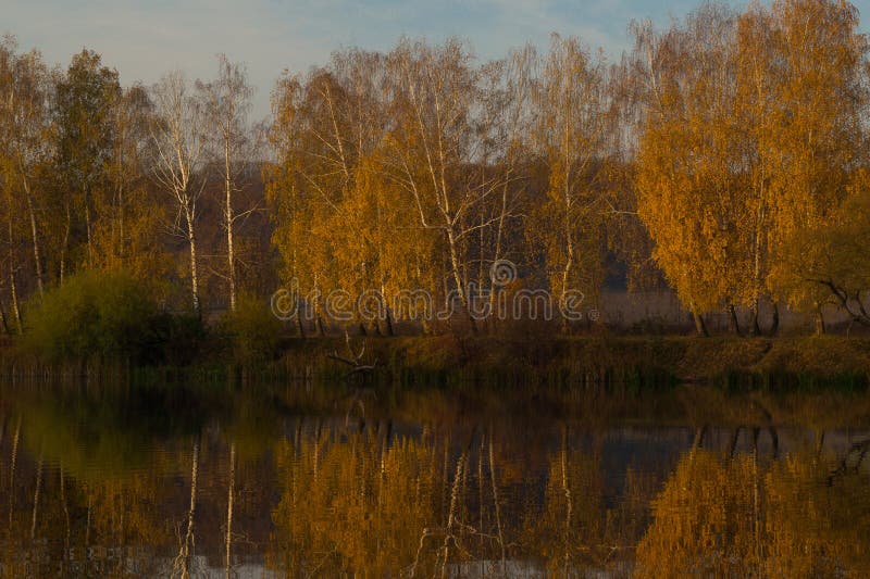 Birches Trees Near the River in the Fall Stock Image - Image of nature ...