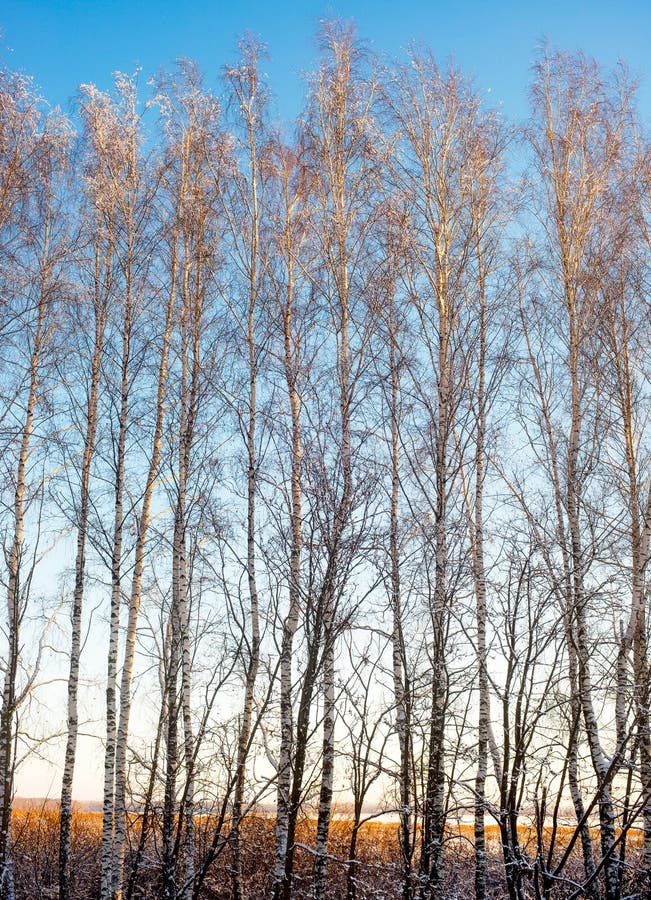 Birches stock photo. Image of cold, nature, tall, view - 88833534