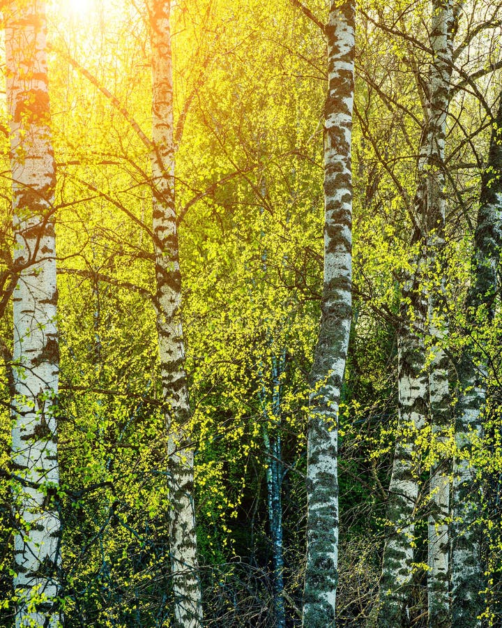Birches with Young Leaves Lit by Sunlight in Spring or Summer. Stock ...