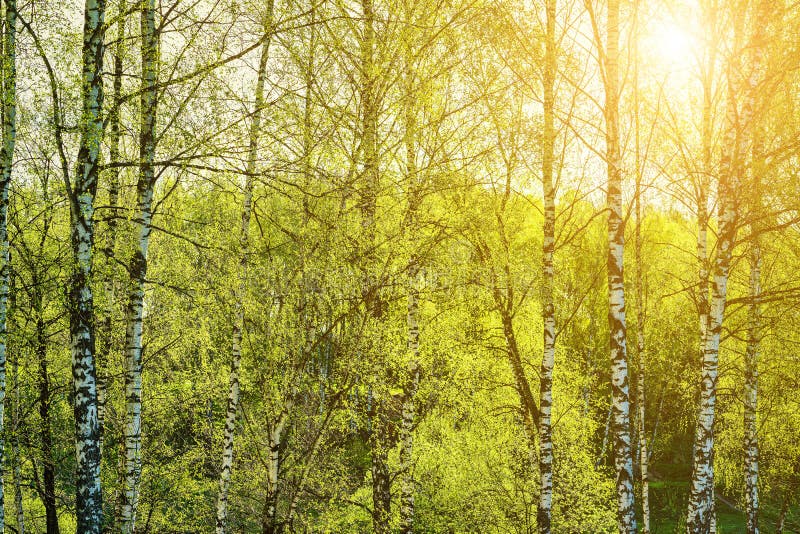 Birches with Young Leaves Lit by Sunlight in Spring or Summer. Stock ...
