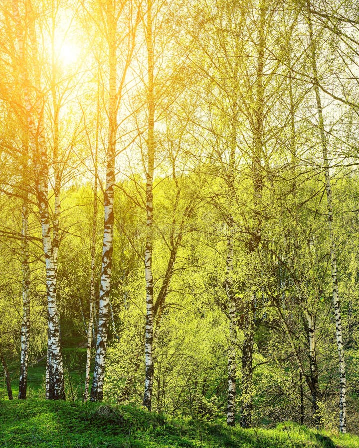 Birches with Young Leaves Lit by Sunlight in Spring or Summer. Stock ...