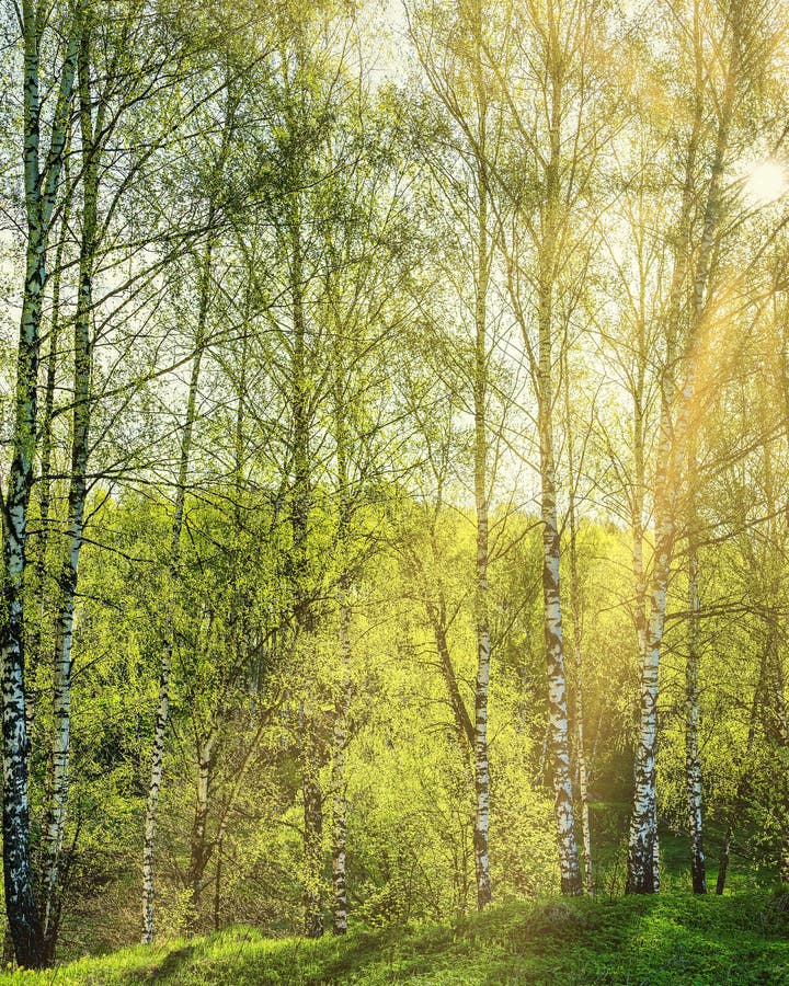 Birches with Young Leaves Lit by Sunlight in Spring or Summer. Stock ...