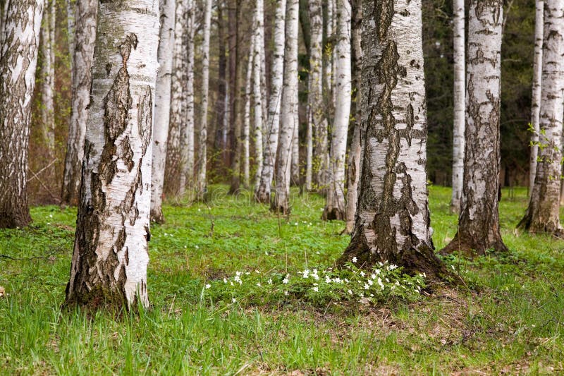 Birchwood stock photo. Image of birches, tranquil, outdoors - 2491296