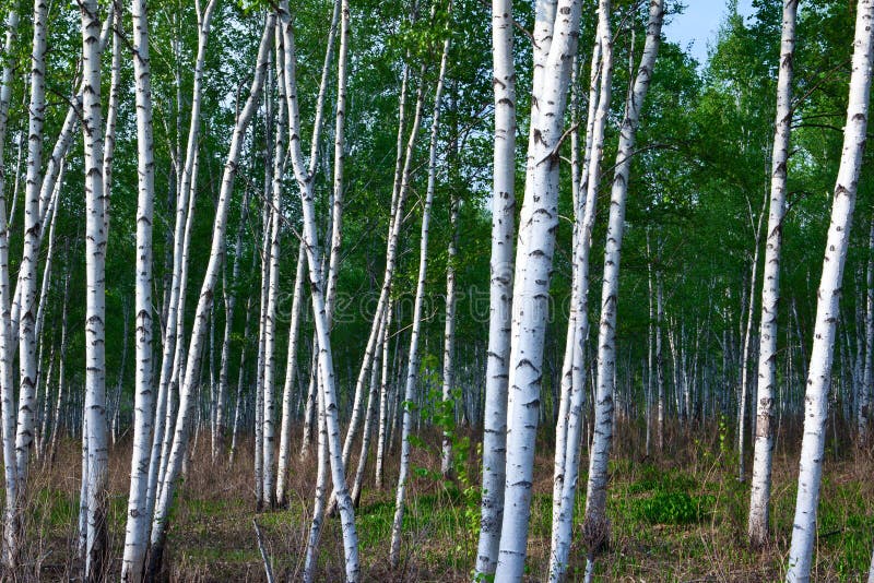 Birchwood stock image. Image of environment, lawn, birch - 26406179
