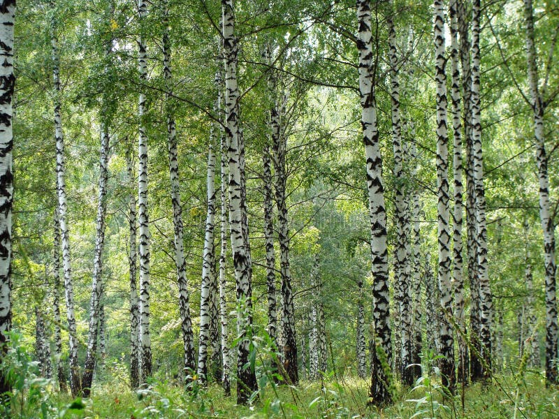 Birch trees forest stock photo. Image of time, life, leaves - 35521954