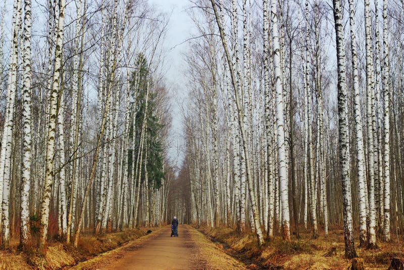 Birch grove in the spring stock photo. Image of grove - 128356474