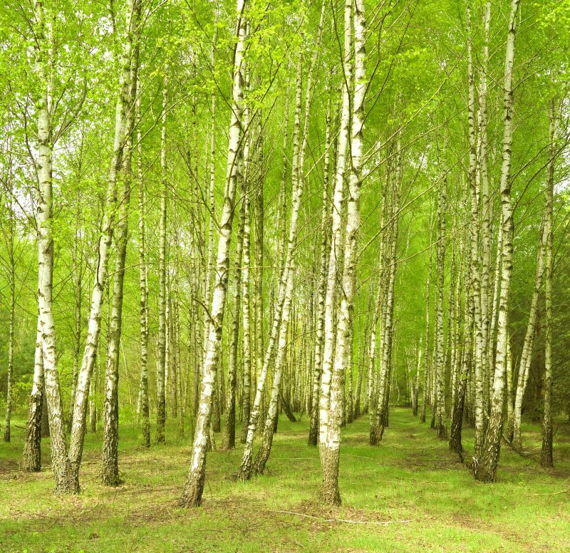 Birch tree stock image. Image of natural, leaf, springtime - 22260499