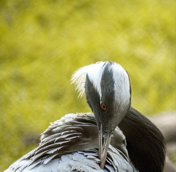 Bird stock photo. Image of colors, bird, scratching - 124789270