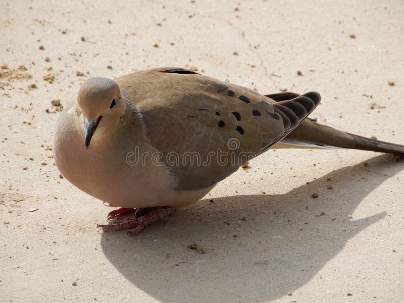 Bird stock photo. Image of sand, bird, resting, dove - 138558246