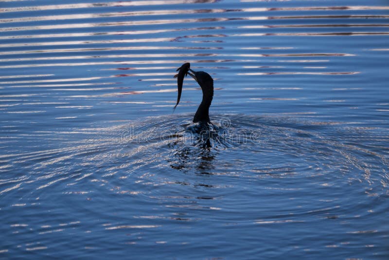 Bird Animal Wildlife Nature Tranquil Scene Lake Pond Stock Image ...