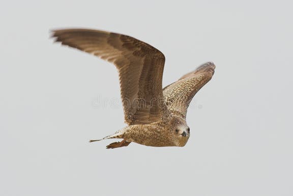 394 Flying Bird Top View Flight Wings Stock Photos - Free & Royalty ...