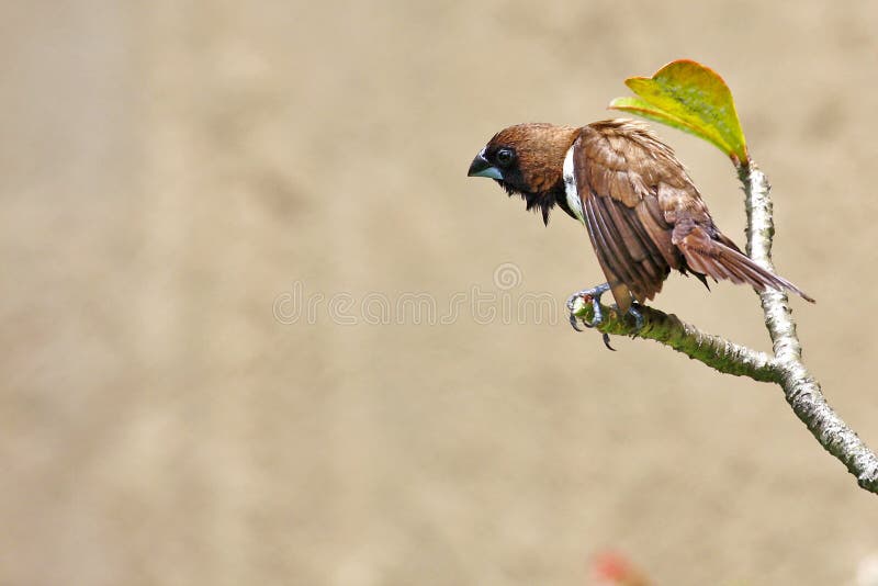 Ulm stock image. Image of climb, cathedral, danube, glass - 24647121