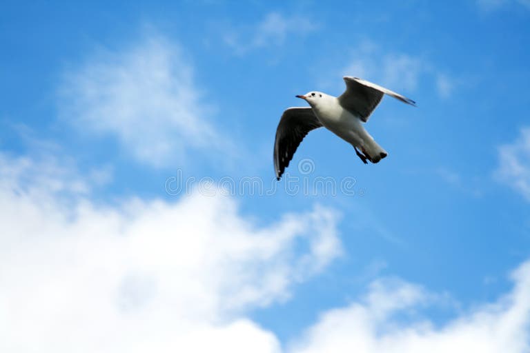 264,539 Bird Up Stock Photos - Free & Royalty-Free Stock Photos from ...