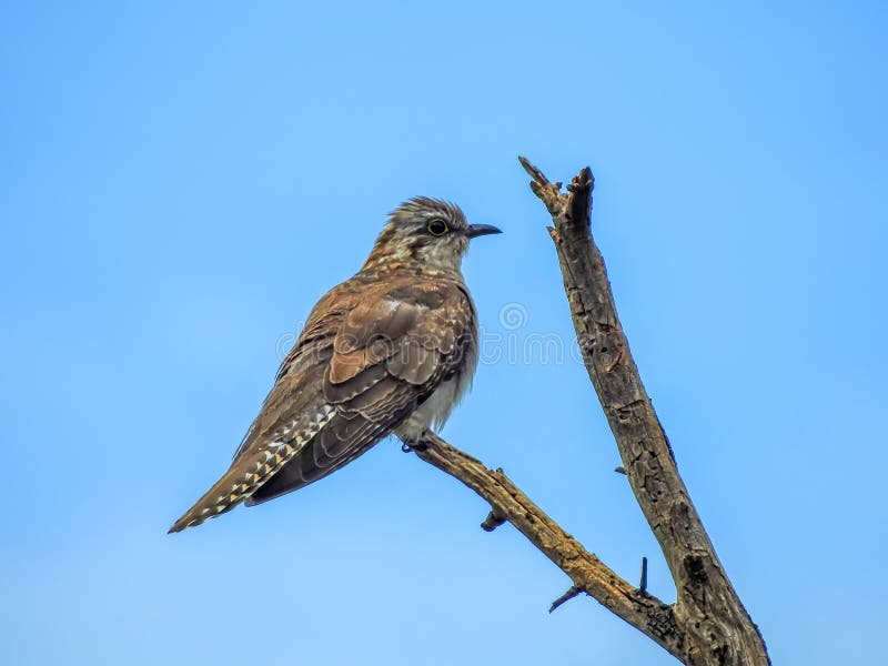 White Browed Treecreeper Bird in the Tree Stock Photo - Image of ...