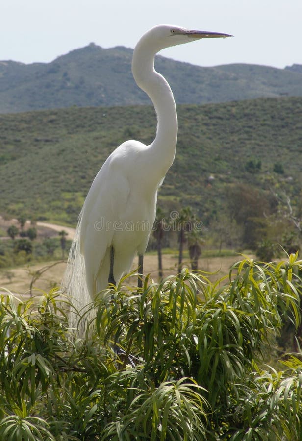 Free Animals pictures, photos & images - Royalty-Free and Public Domain ...