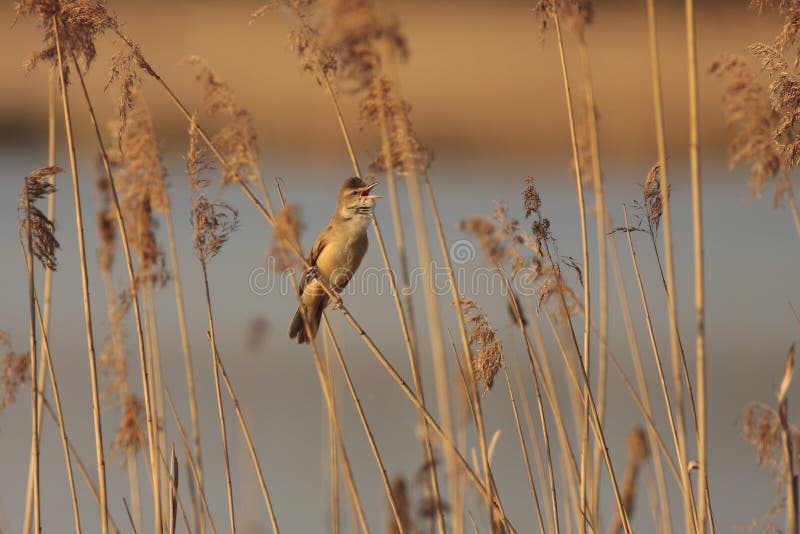 Bird stock image. Image of note, spring, natural, beige - 25066135