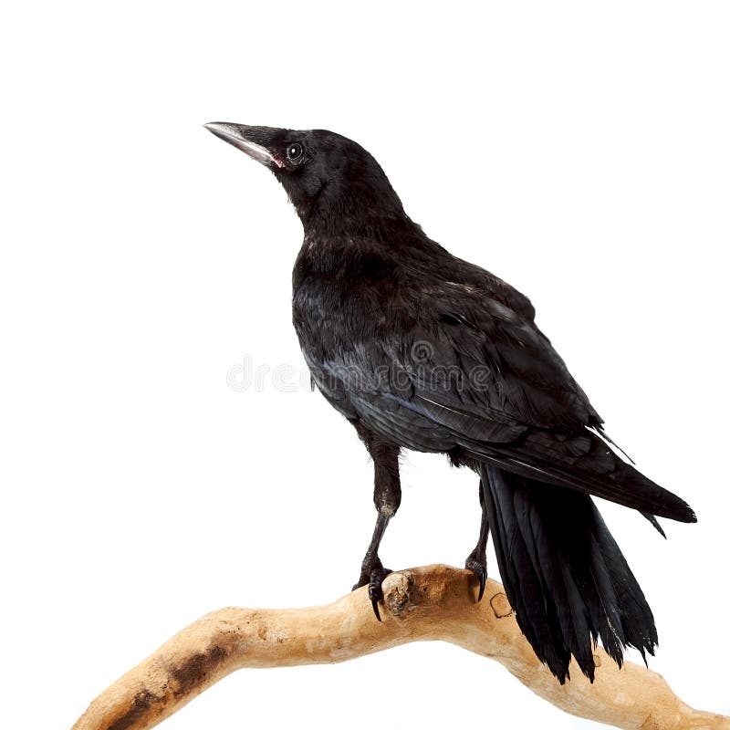 The bird a rook stock image. Image of feather, crow, isolated - 25244399