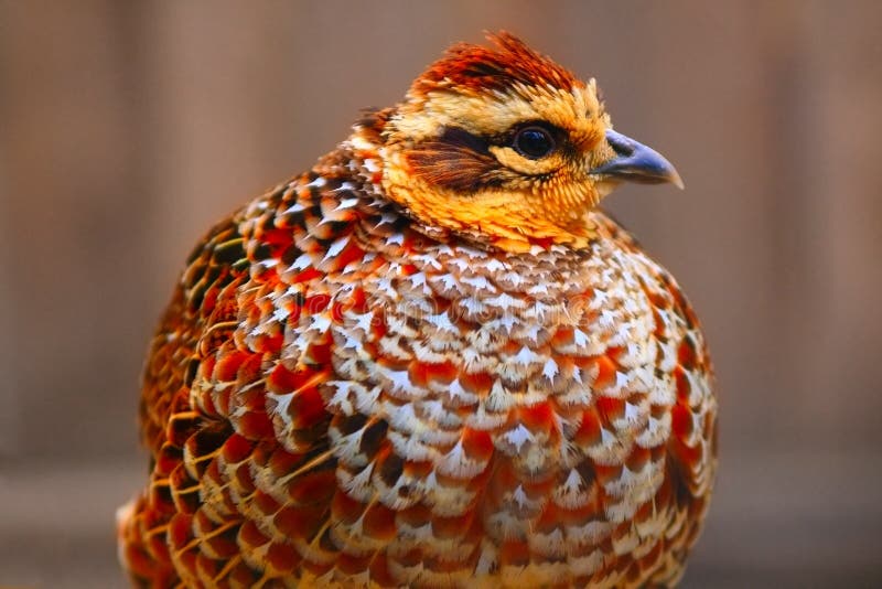 Gamble s Quail stock photo. Image of inquisitive, redhead - 19247154
